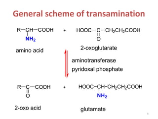 TRANSDEAMINATION AND DEAMINATION | PPT