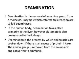 TRANSDEAMINATION AND DEAMINATION | PPT | Chemistry | Science