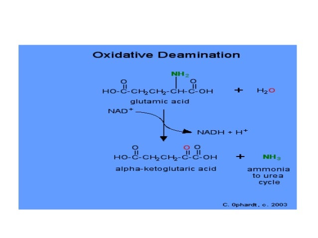 TRANSDEAMINATION AND DEAMINATION