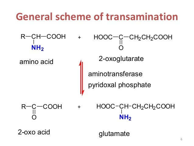 TRANSDEAMINATION AND DEAMINATION