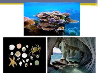 Biomineralization | PPTX | Chemistry | Science