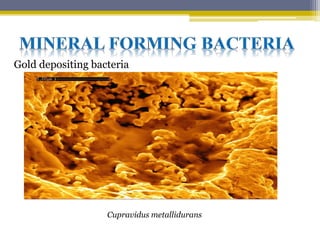Biomineralization | PPTX | Chemistry | Science