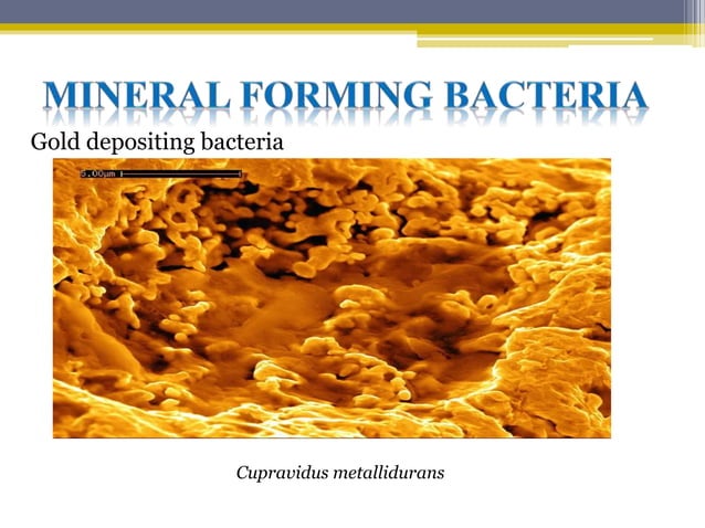 Biomineralization | PPTX | Chemistry | Science