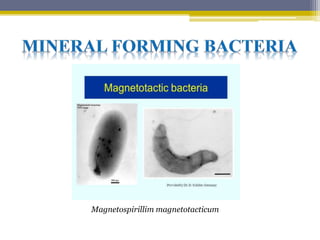 Biomineralization | PPTX | Chemistry | Science