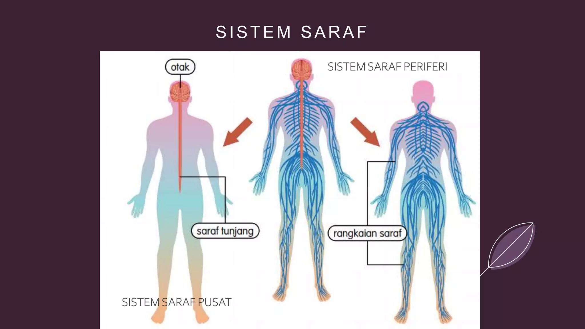 BBM UNIT 2 TAHUN 6 SISTEM SARAF.pptx