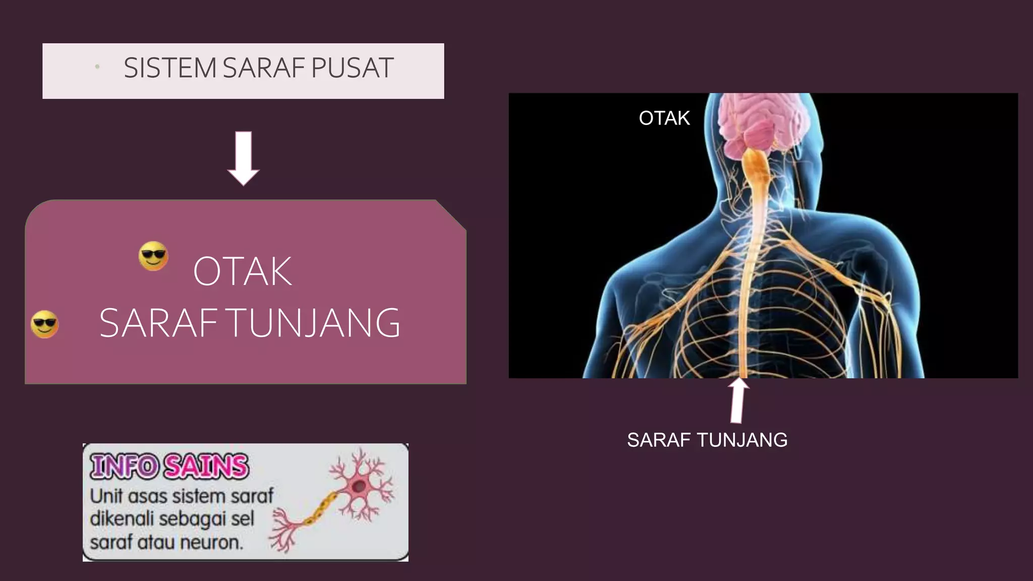 BBM UNIT 2 TAHUN 6 SISTEM SARAF.pptx