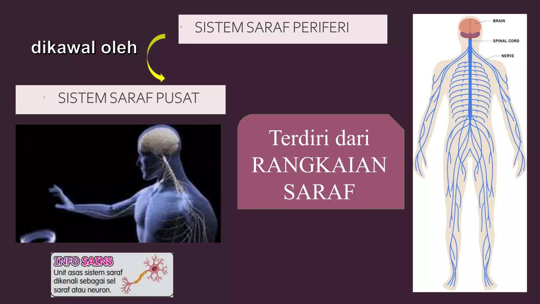 BBM UNIT 2 TAHUN 6 SISTEM SARAF.pptx
