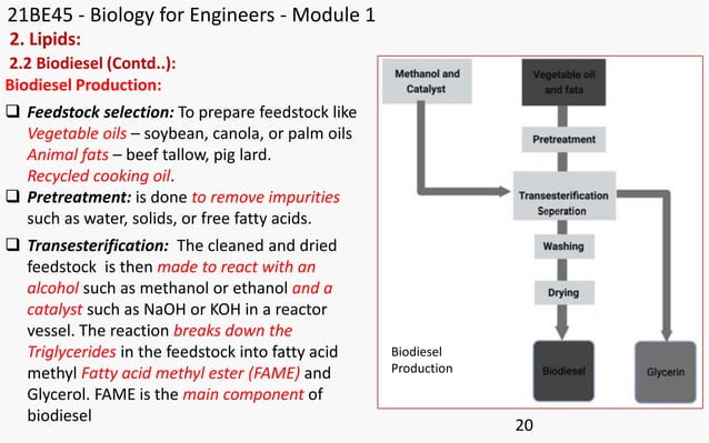 BBOC407 Module 1.pptx Biology for Engineers | PPTX