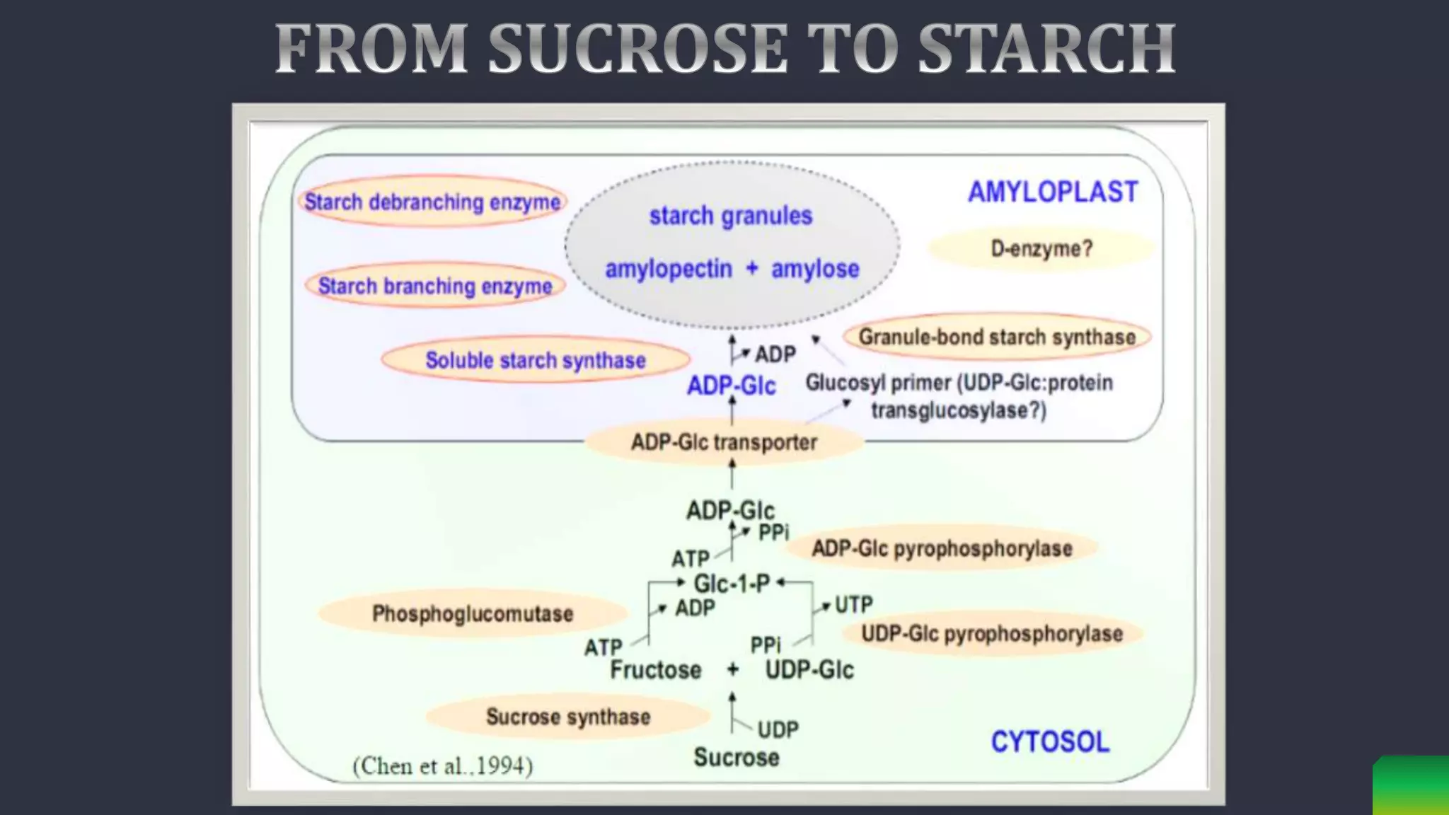 Metabolism of starch synthesis | PPTX