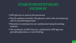 Metabolism of starch synthesis | PPTX