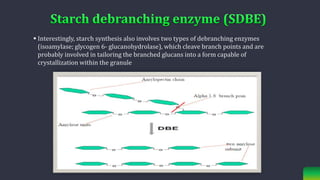 Metabolism of starch synthesis | PPTX