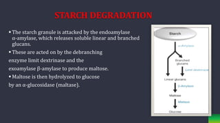 Metabolism of starch synthesis | PPTX