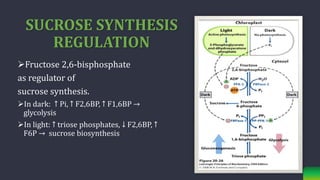 Metabolism of starch synthesis | PPTX