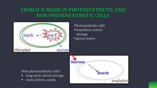 Metabolism of starch synthesis | PPTX