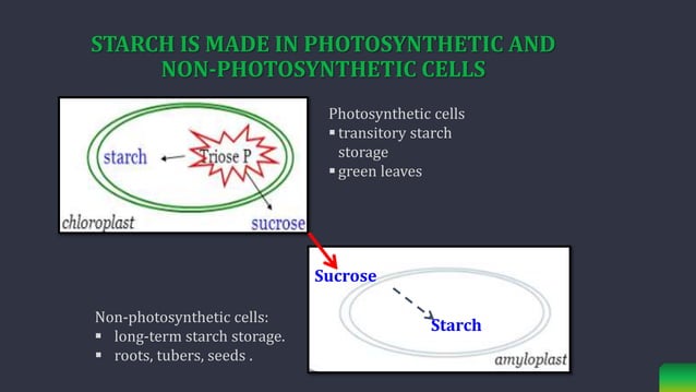Metabolism of starch synthesis | PPTX
