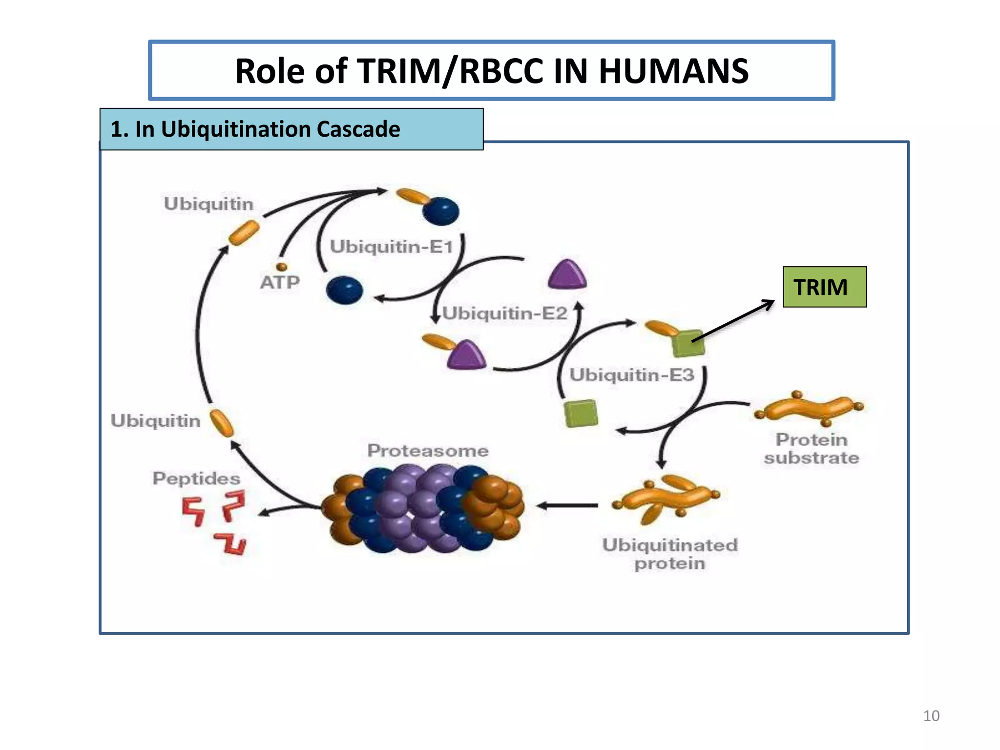 B-box proteins in plants bbx family of plant transcription factors | PPTX