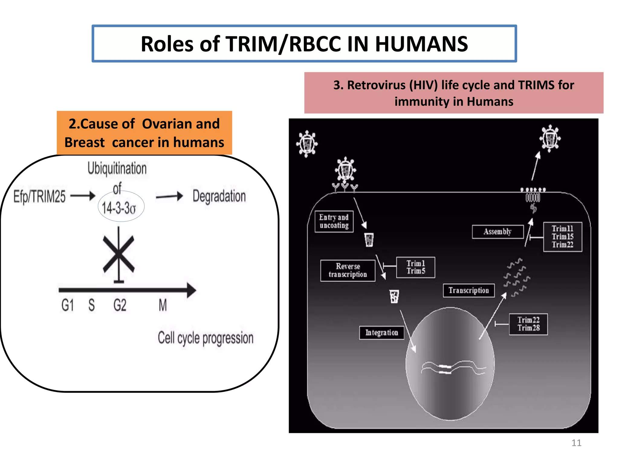 B-box proteins in plants bbx family of plant transcription factors | PPTX