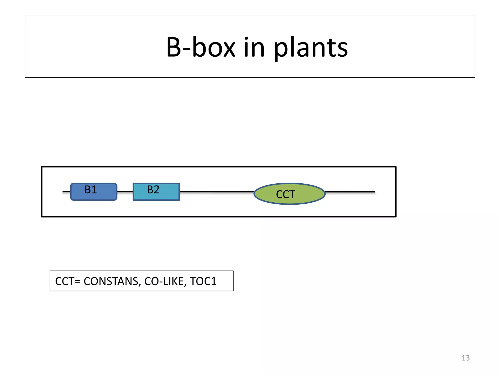 B-box proteins in plants bbx family of plant transcription factors | PPTX