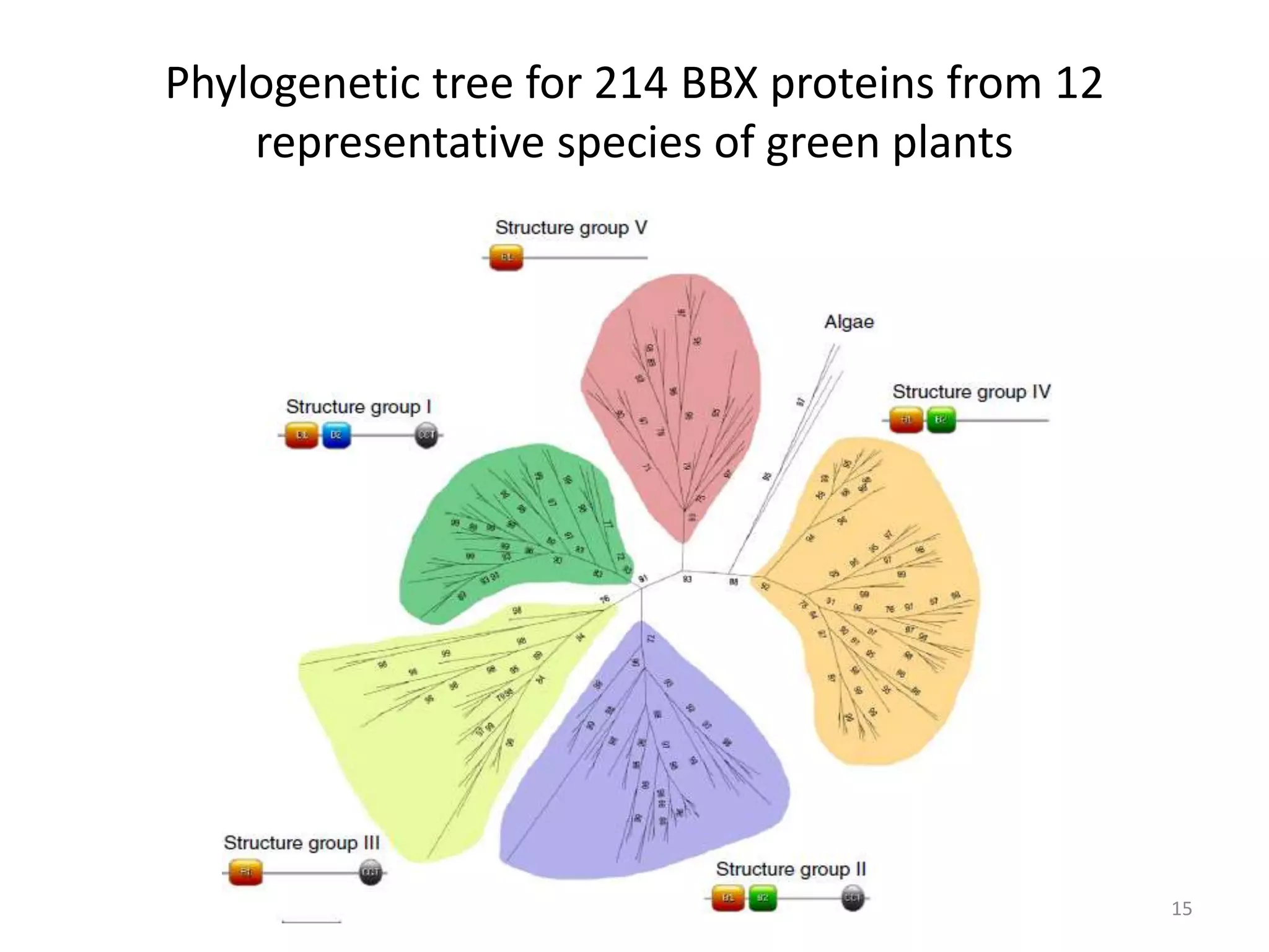 B-box proteins in plants bbx family of plant transcription factors | PPTX