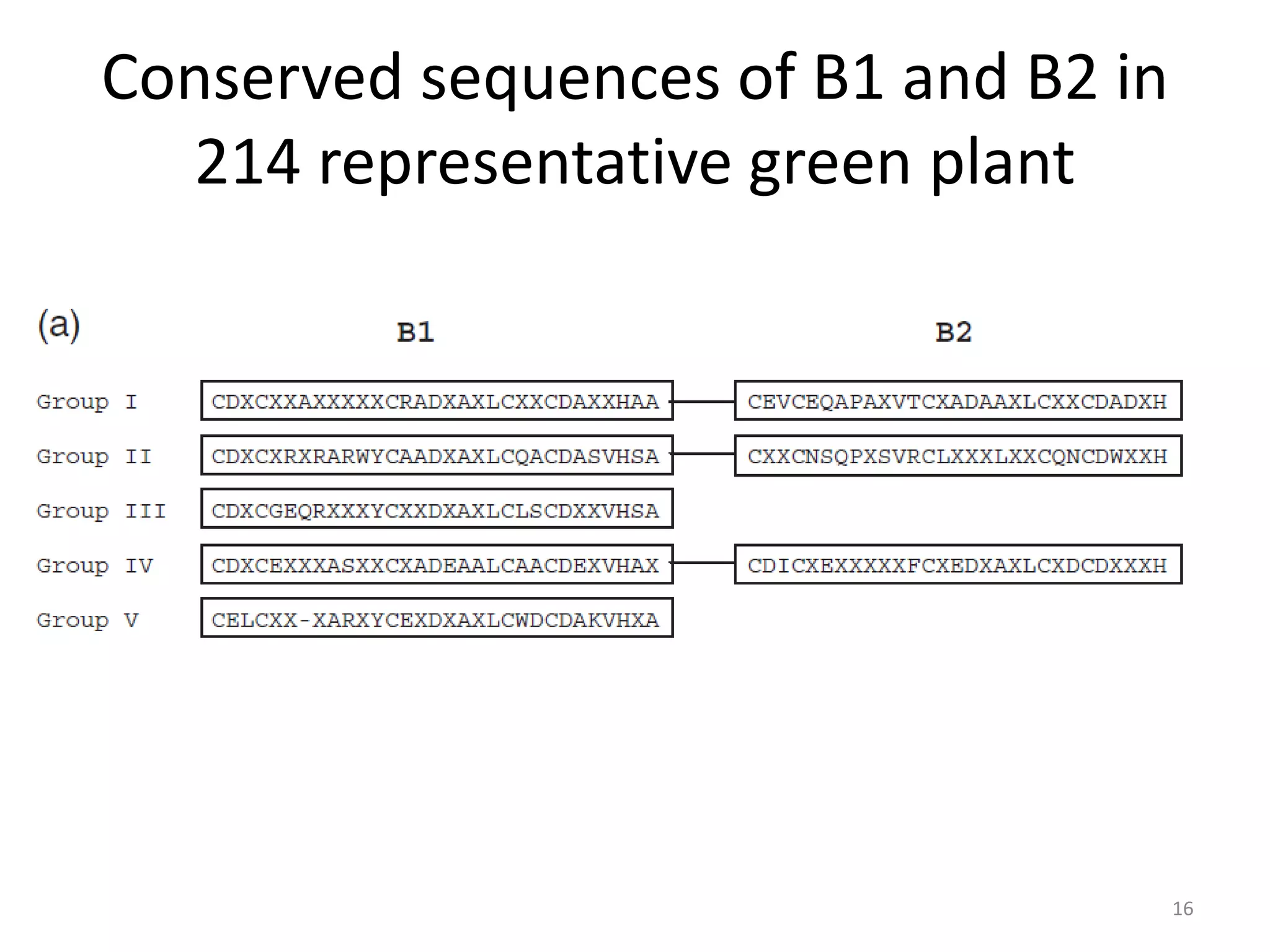 B-box proteins in plants bbx family of plant transcription factors | PPTX
