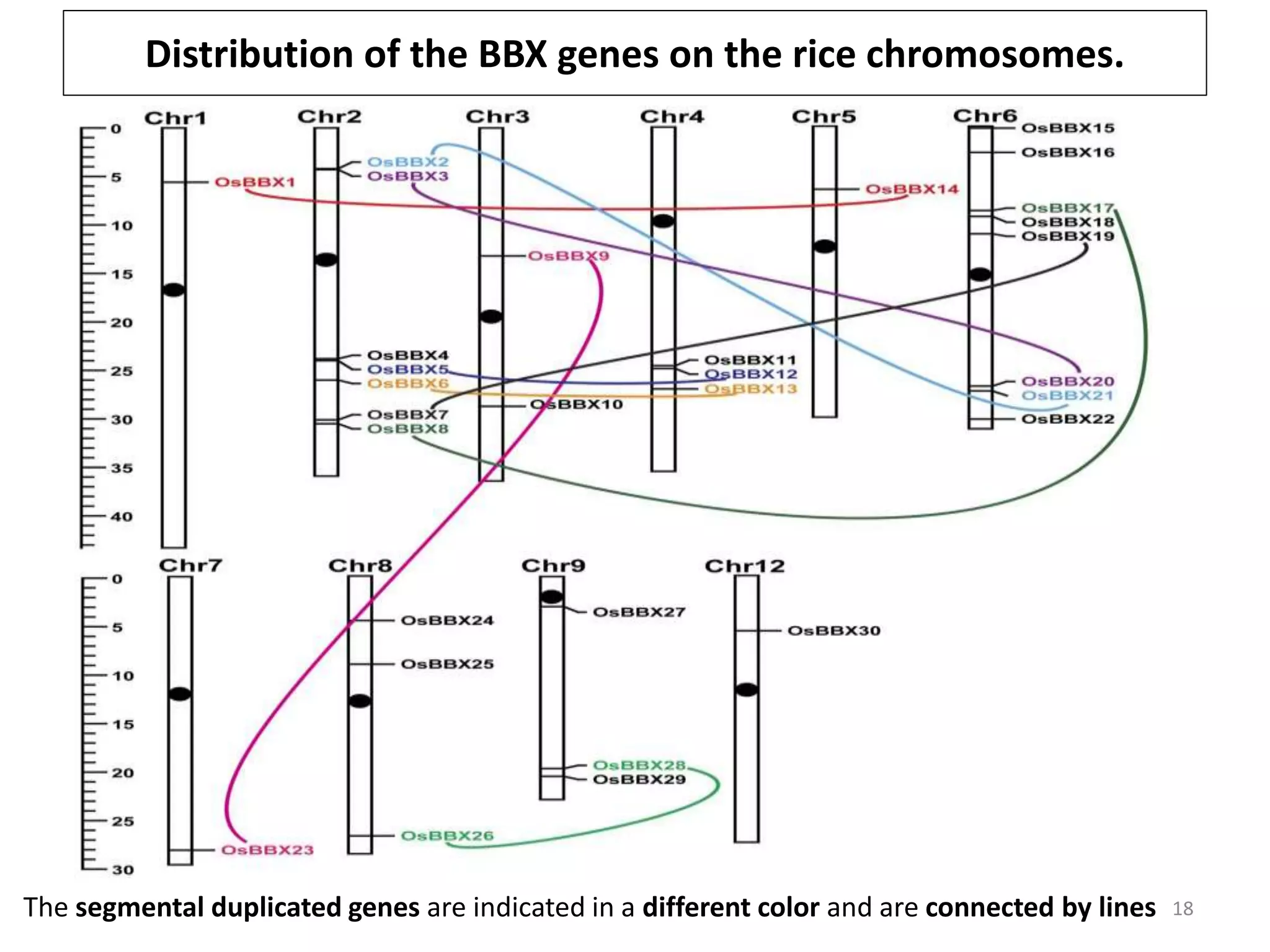 B-box proteins in plants bbx family of plant transcription factors | PPTX