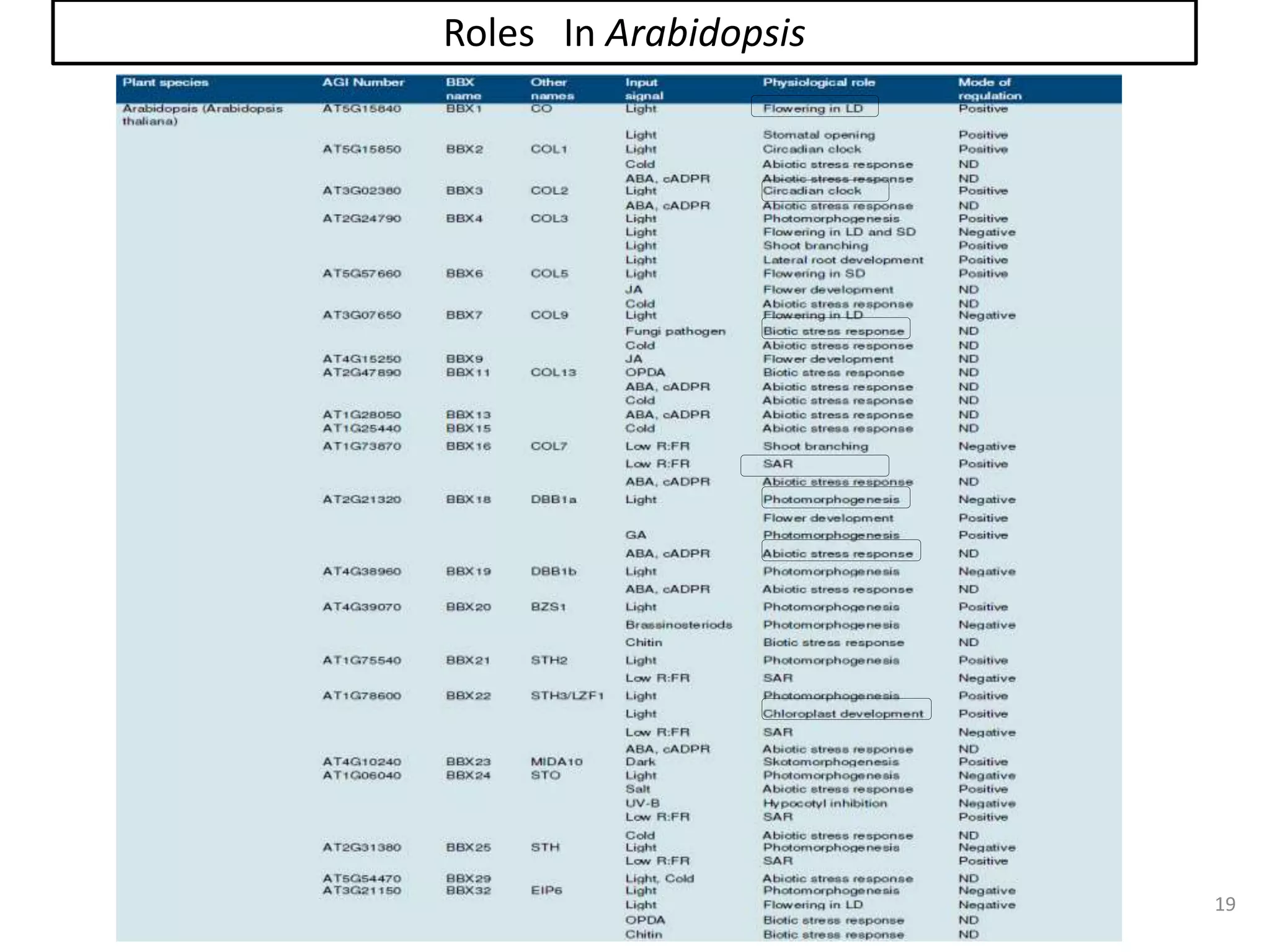 B-box proteins in plants bbx family of plant transcription factors | PPTX