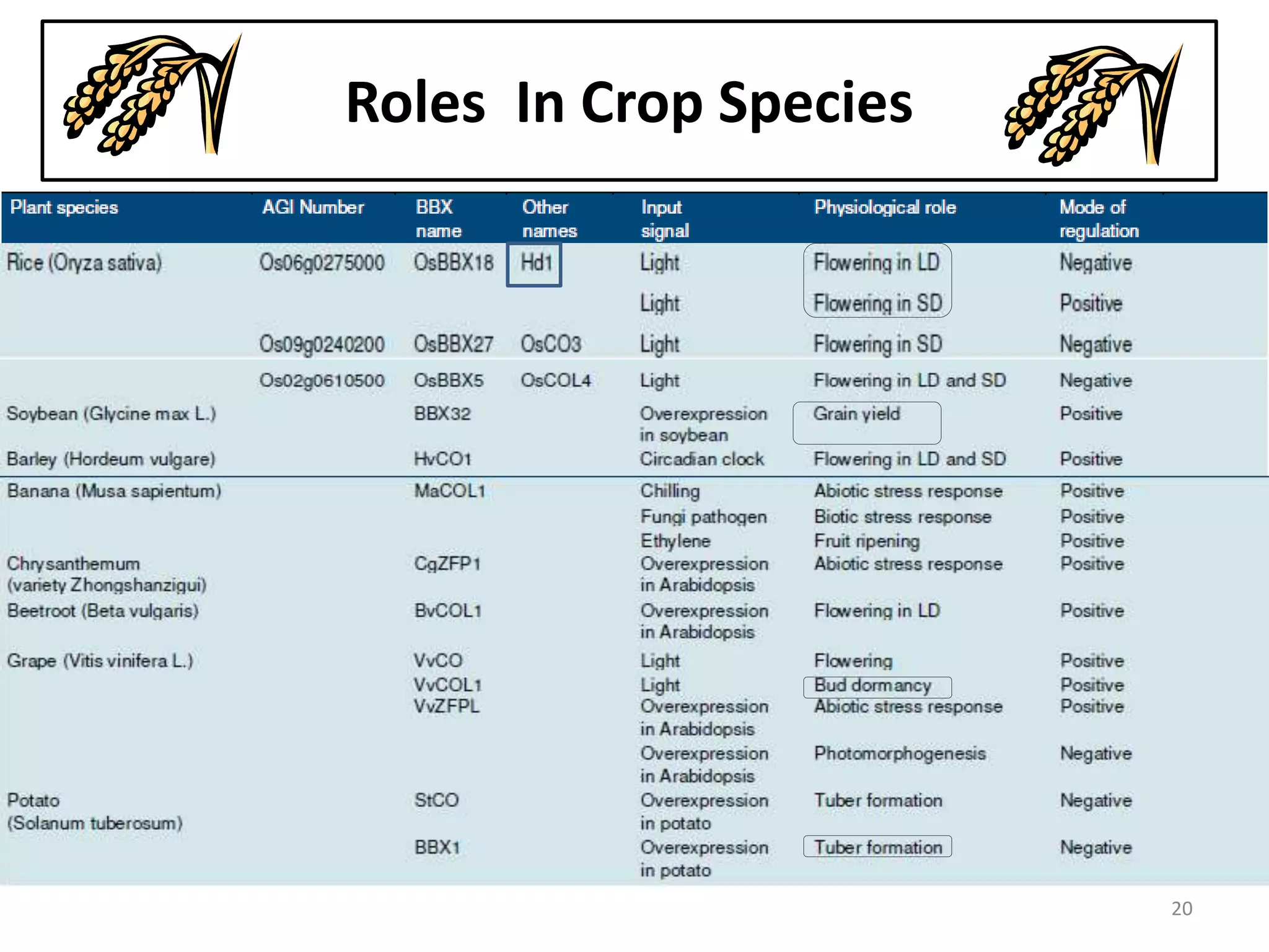 B-box proteins in plants bbx family of plant transcription factors | PPTX