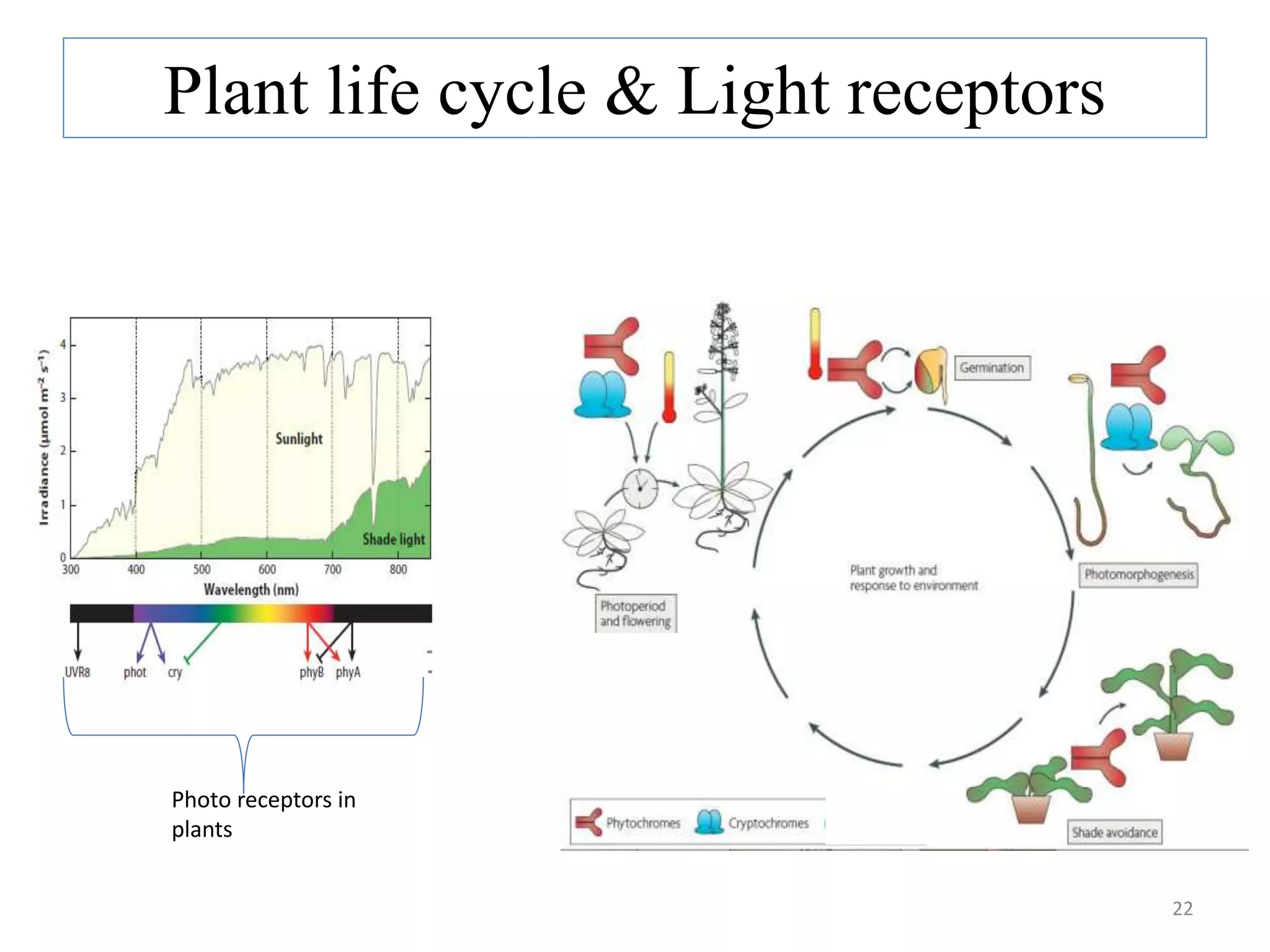 B-box proteins in plants bbx family of plant transcription factors | PPTX