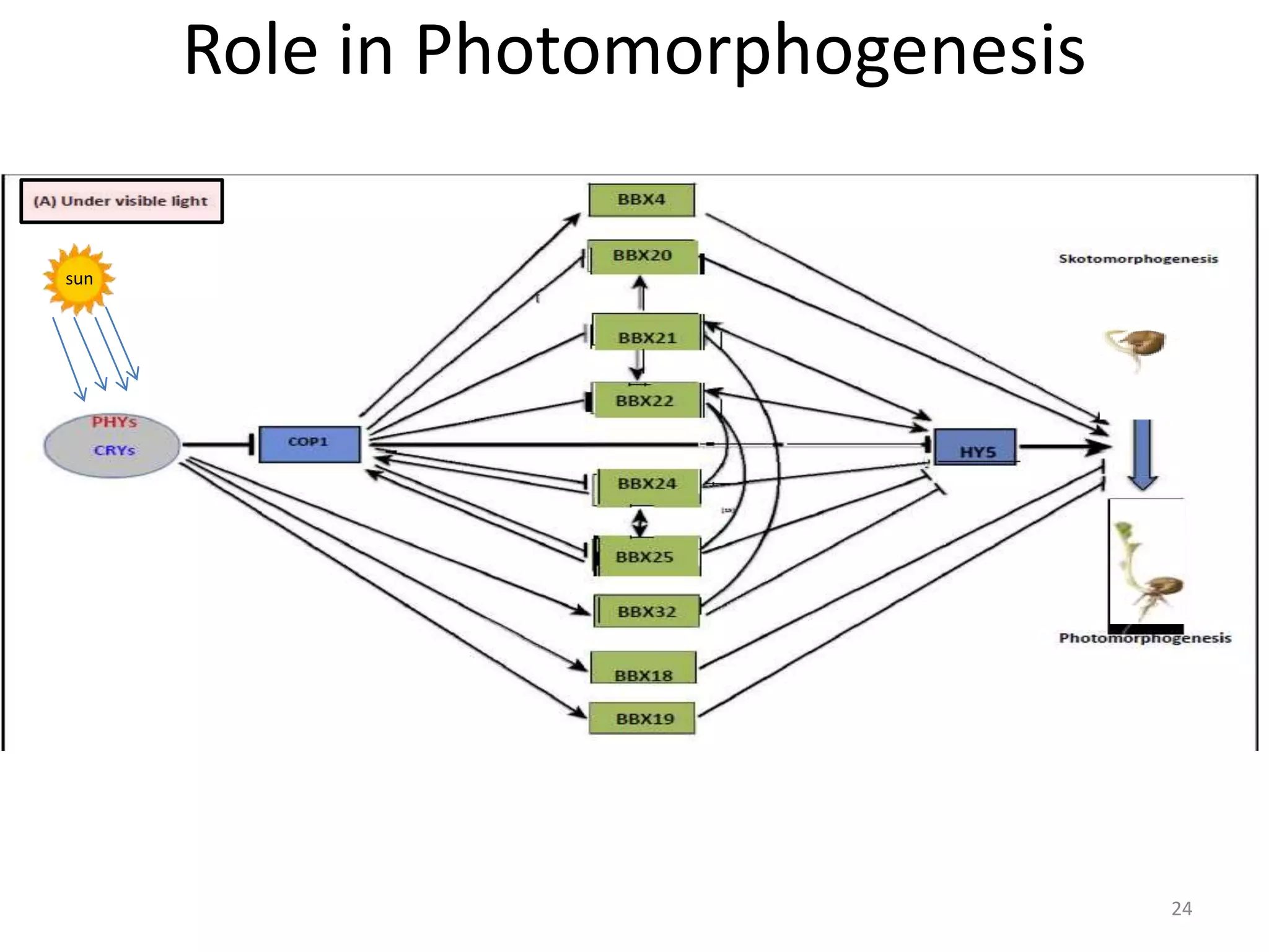 B-box proteins in plants bbx family of plant transcription factors | PPTX