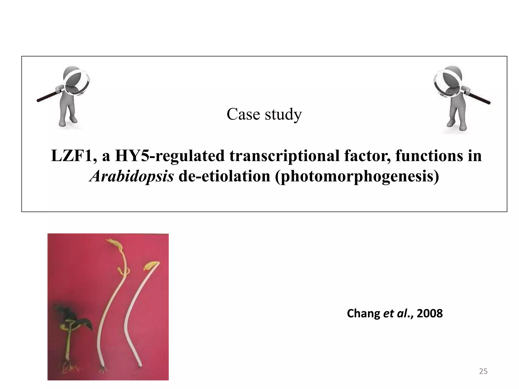 B-box proteins in plants bbx family of plant transcription factors | PPTX