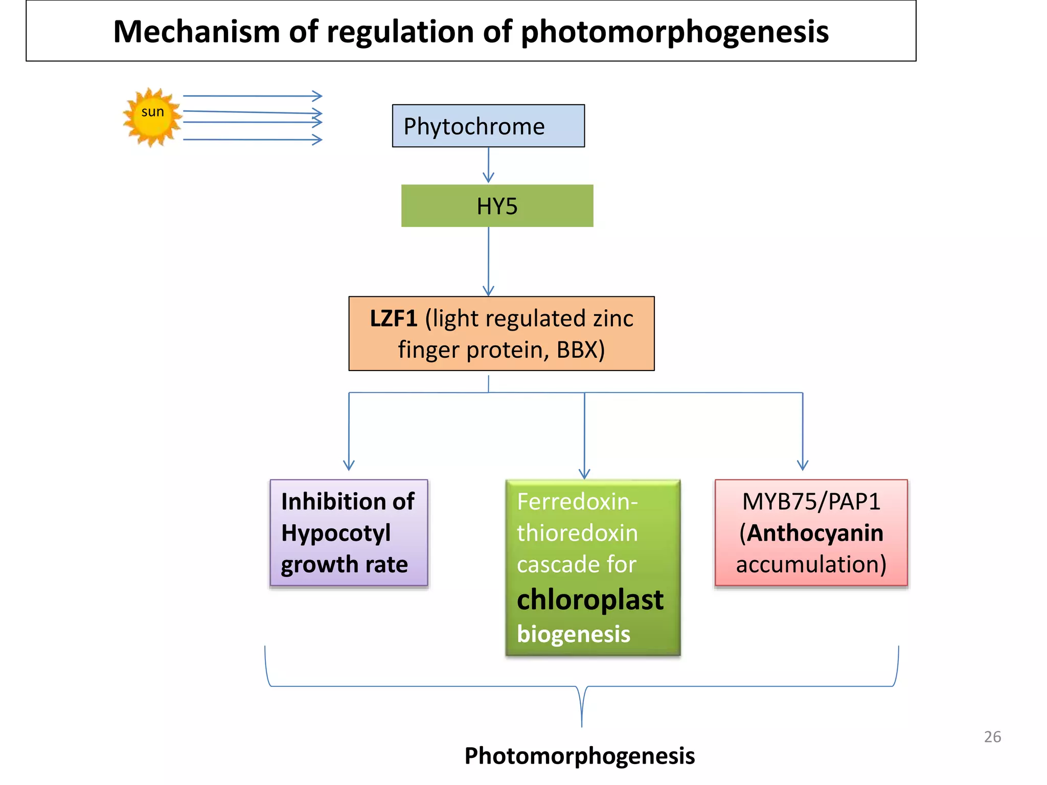 B-box proteins in plants bbx family of plant transcription factors | PPTX