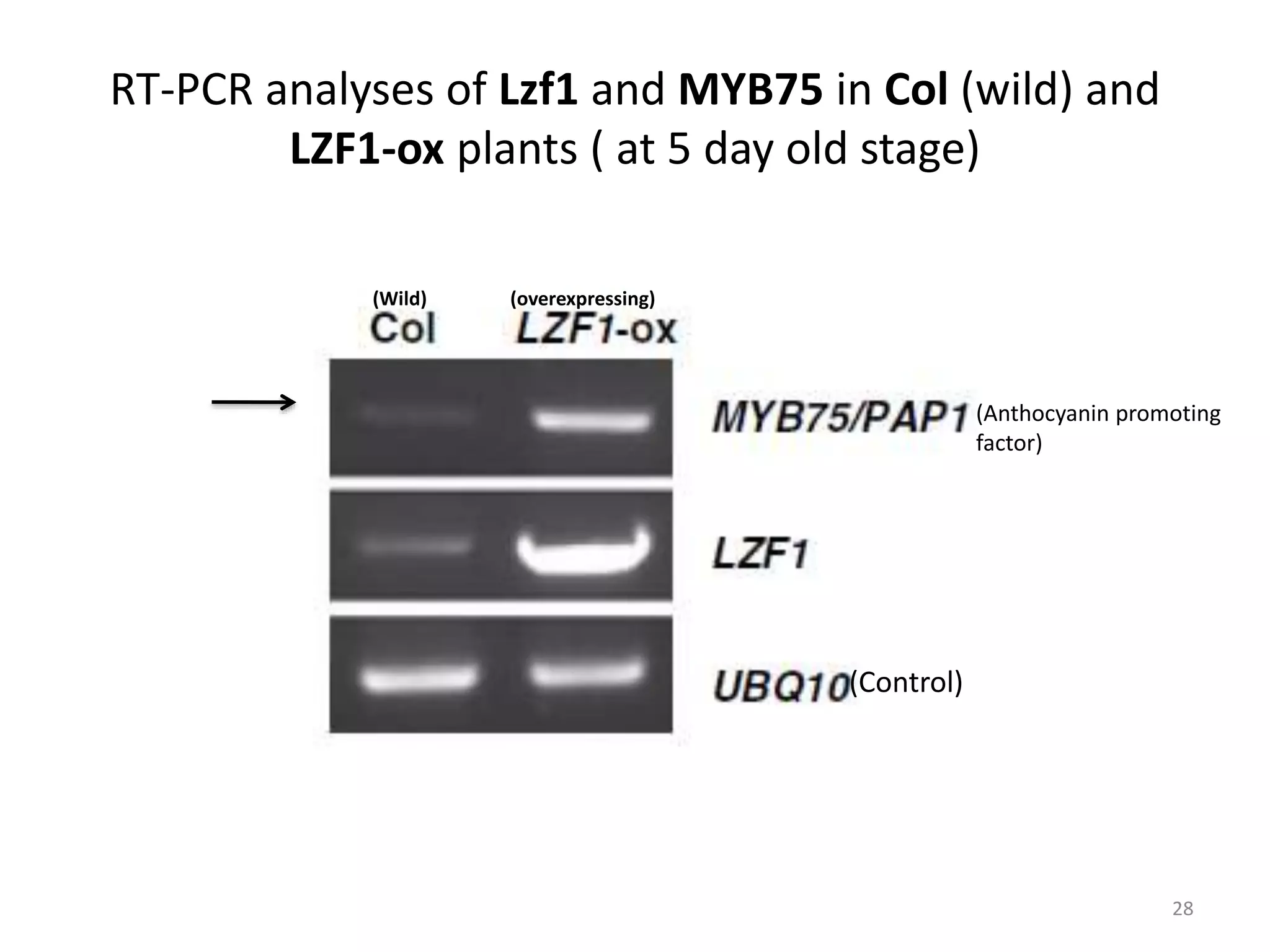 B-box proteins in plants bbx family of plant transcription factors | PPTX