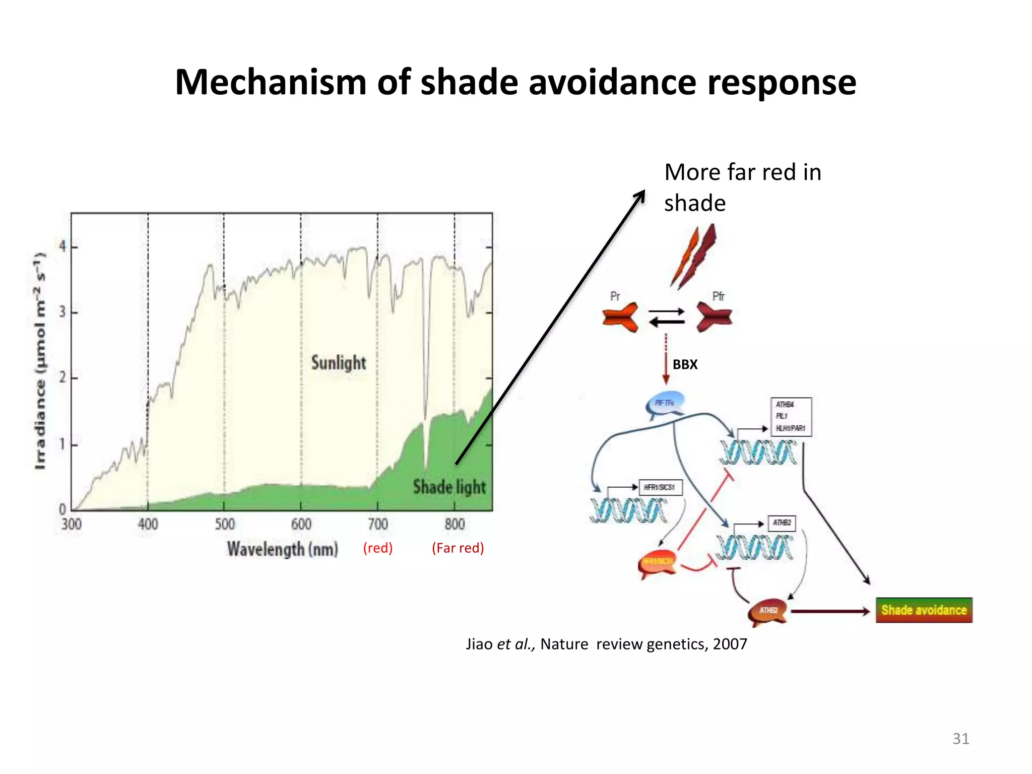 B-box proteins in plants bbx family of plant transcription factors | PPTX