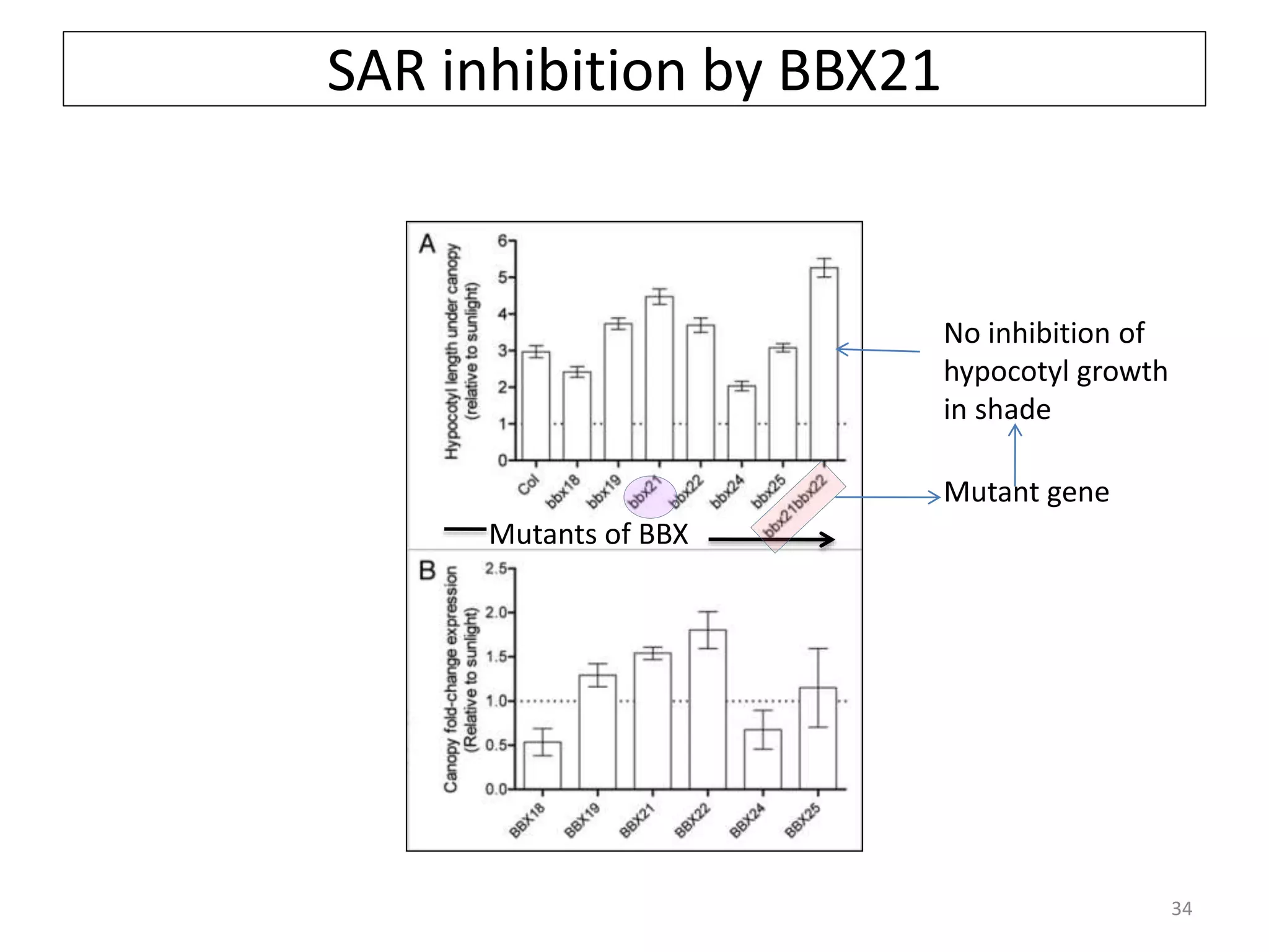 B-box proteins in plants bbx family of plant transcription factors | PPTX