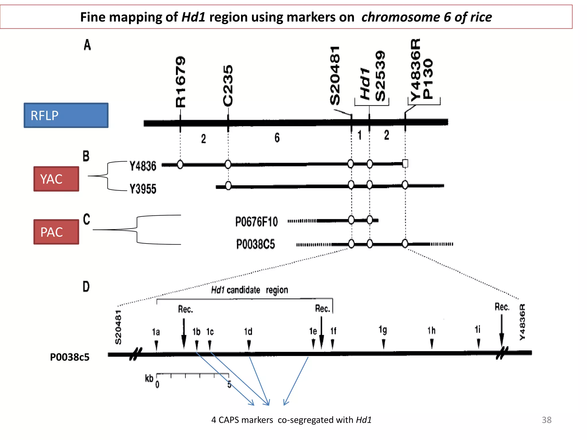 B-box proteins in plants bbx family of plant transcription factors | PPTX