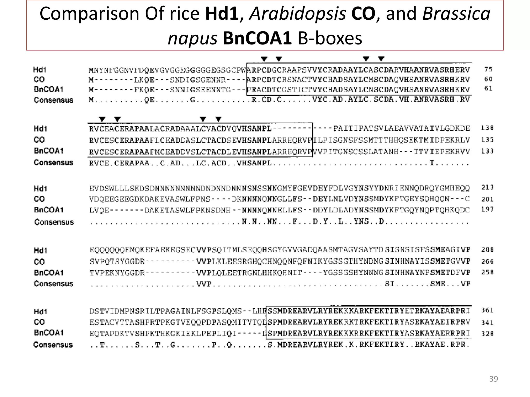 B-box proteins in plants bbx family of plant transcription factors | PPTX