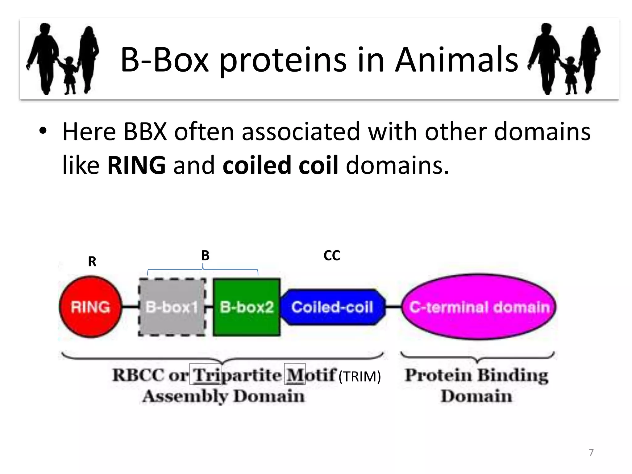 B-box proteins in plants bbx family of plant transcription factors | PPTX