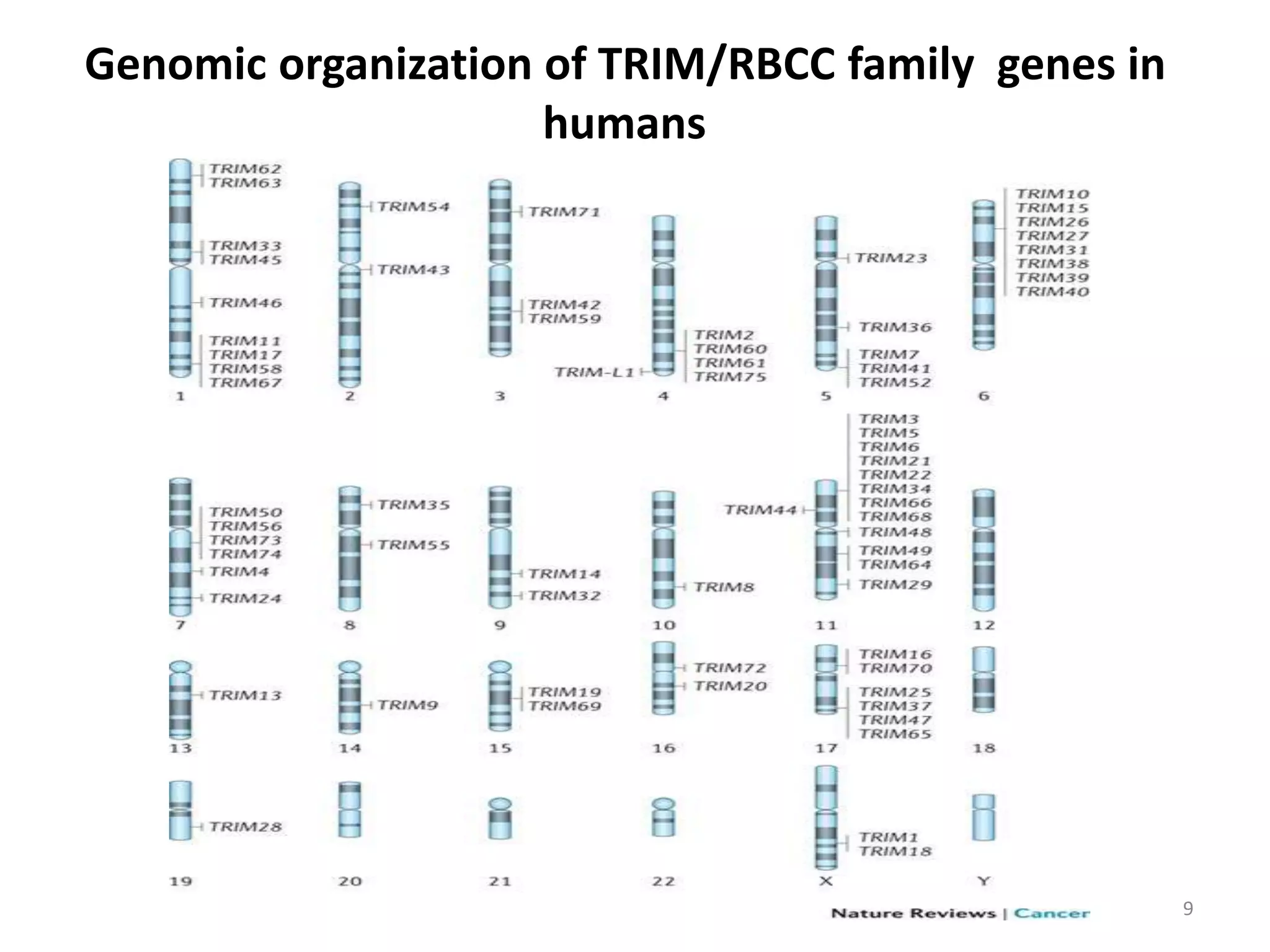 B-box proteins in plants bbx family of plant transcription factors | PPTX