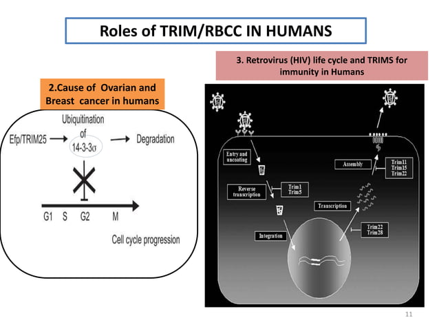 B-box proteins in plants bbx family of plant transcription factors | PPTX