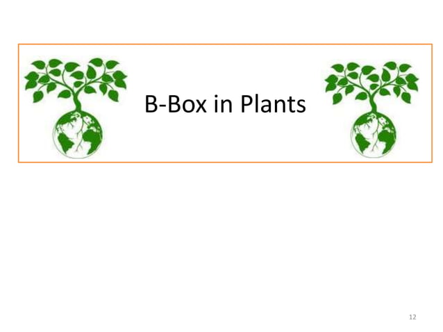 B-box proteins in plants bbx family of plant transcription factors | PPTX