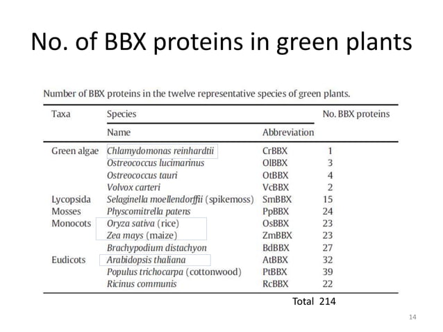 B-box proteins in plants bbx family of plant transcription factors | PPTX