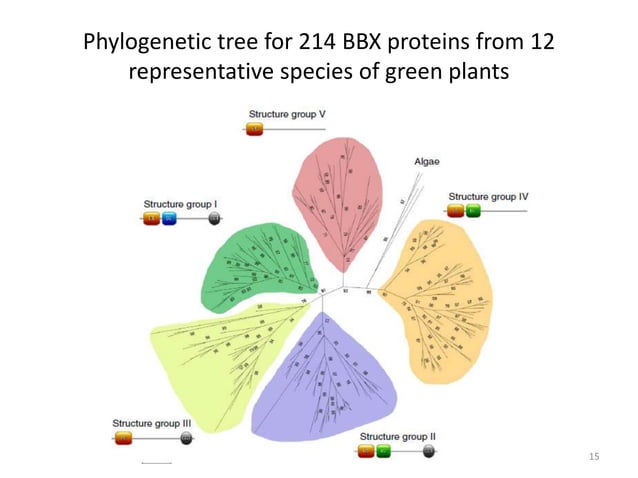 B-box proteins in plants bbx family of plant transcription factors | PPTX