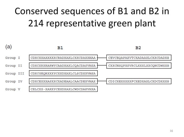 B-box proteins in plants bbx family of plant transcription factors | PPTX