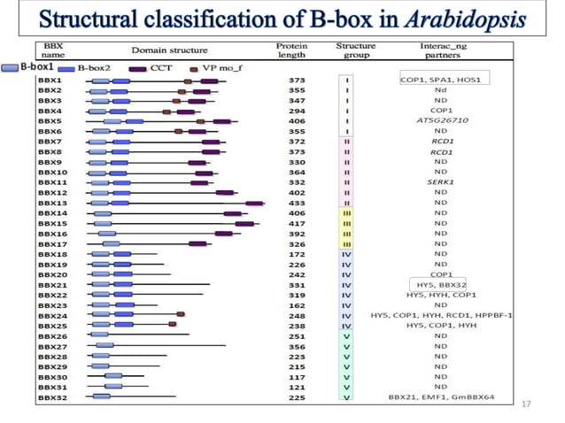 B-box proteins in plants bbx family of plant transcription factors | PPTX