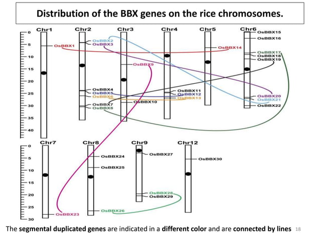 B-box proteins in plants bbx family of plant transcription factors | PPTX