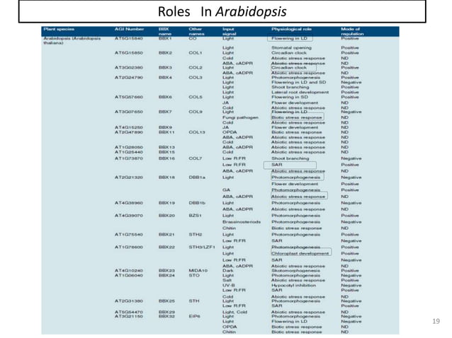 B-box proteins in plants bbx family of plant transcription factors | PPTX