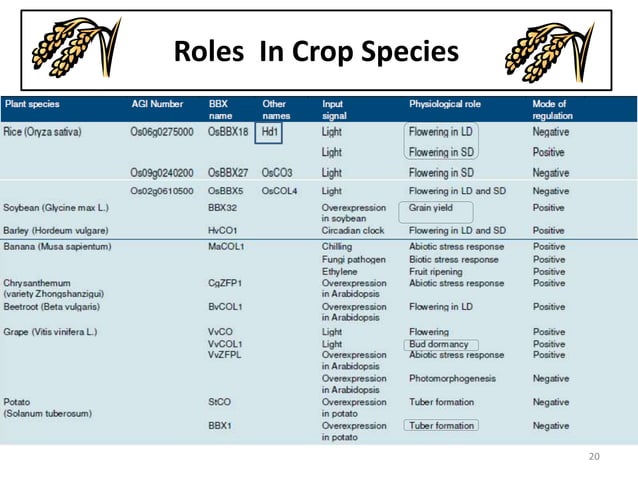 B-box proteins in plants bbx family of plant transcription factors | PPTX