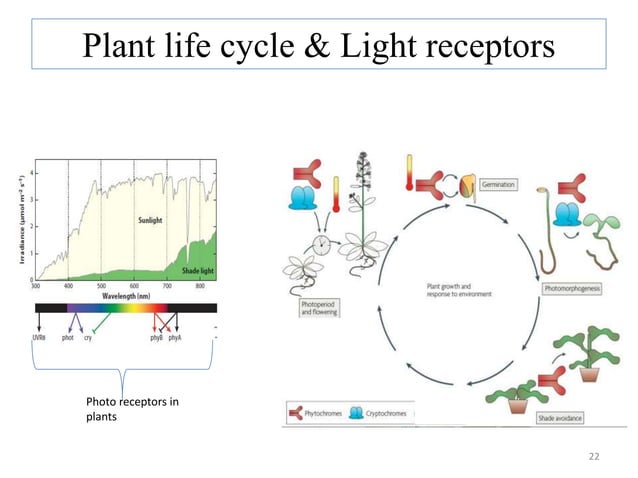 B-box proteins in plants bbx family of plant transcription factors | PPTX