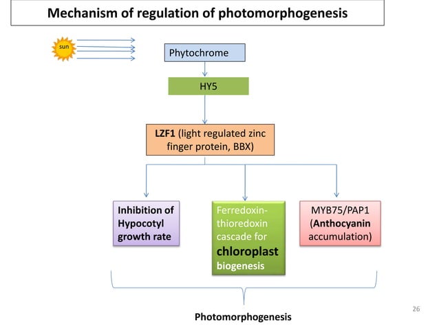 B-box proteins in plants bbx family of plant transcription factors | PPTX