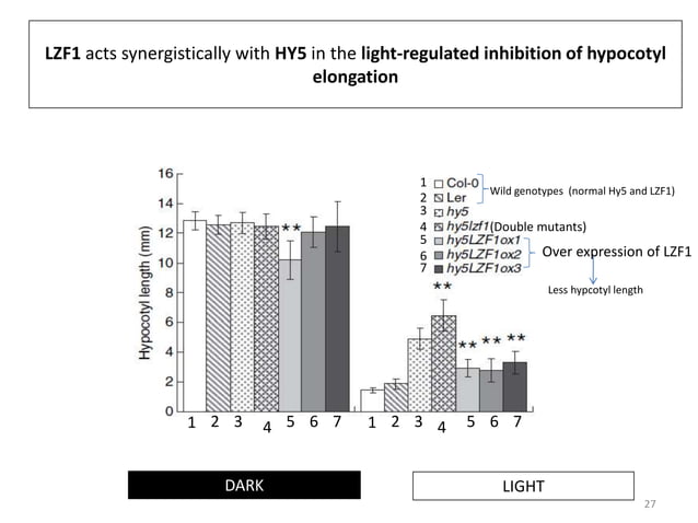 B-box proteins in plants bbx family of plant transcription factors | PPTX